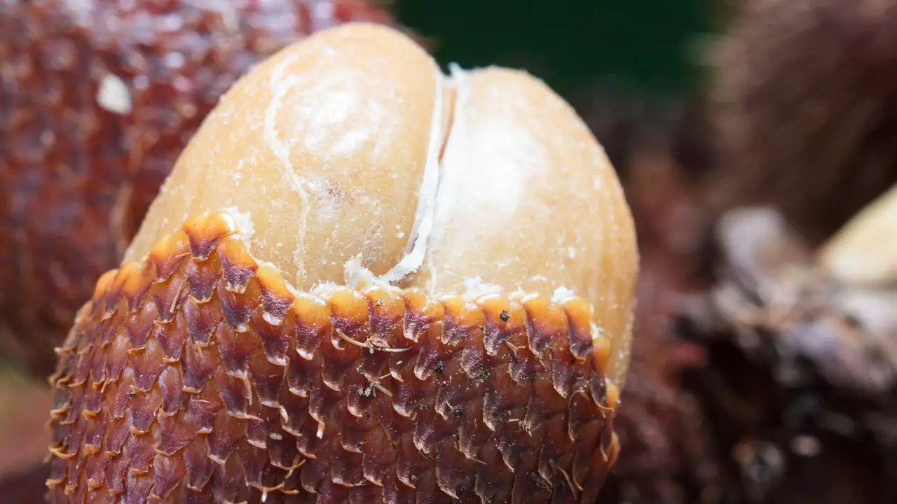 Fruta Com As Letras Do Alfabeto - serwer2311392.home.pl